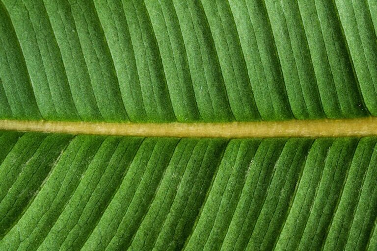 Why Spine and Leaf Network Architecture Is Essential for Modern ...